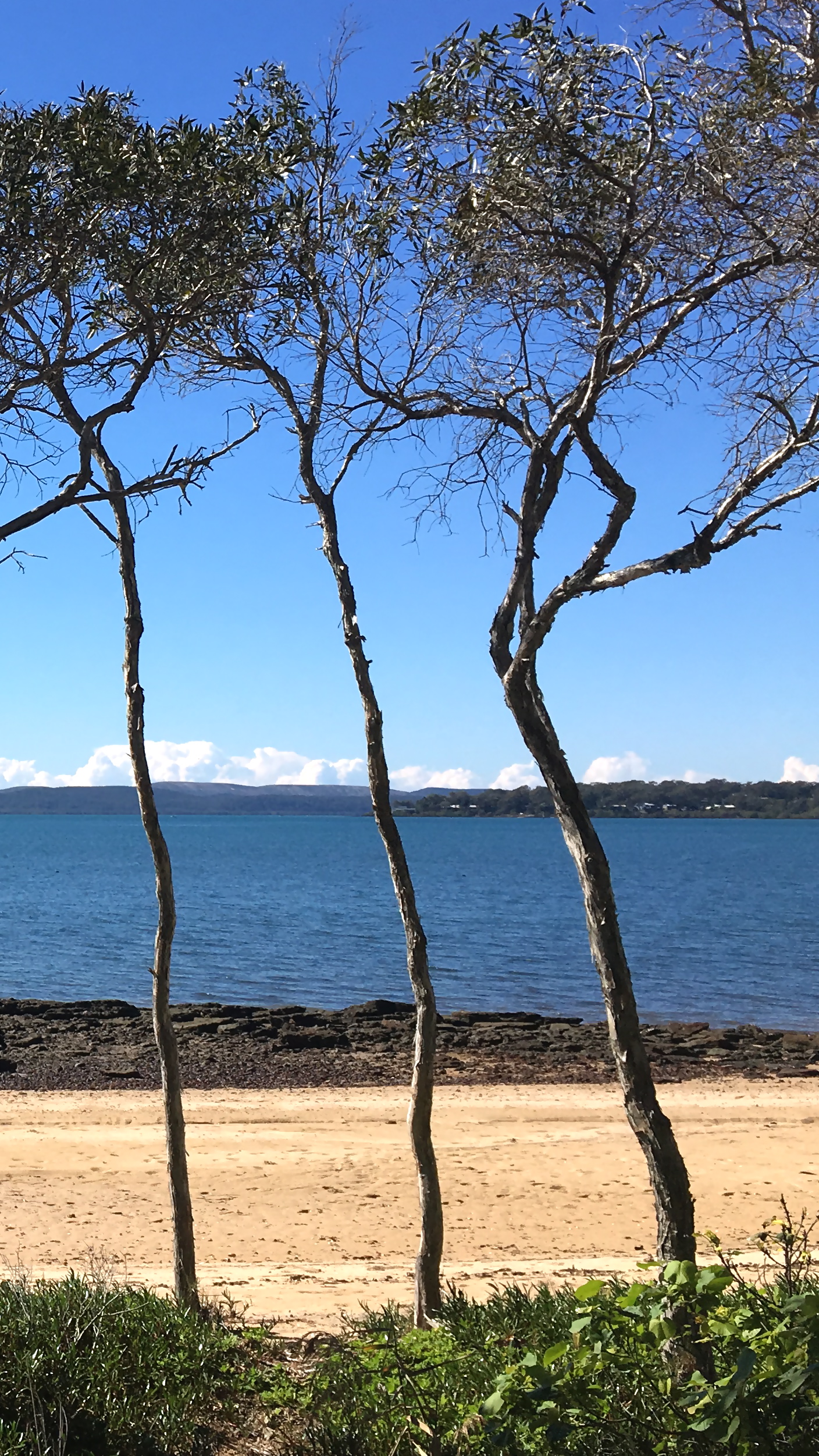 Branching out into new trees | Michael Burge Media